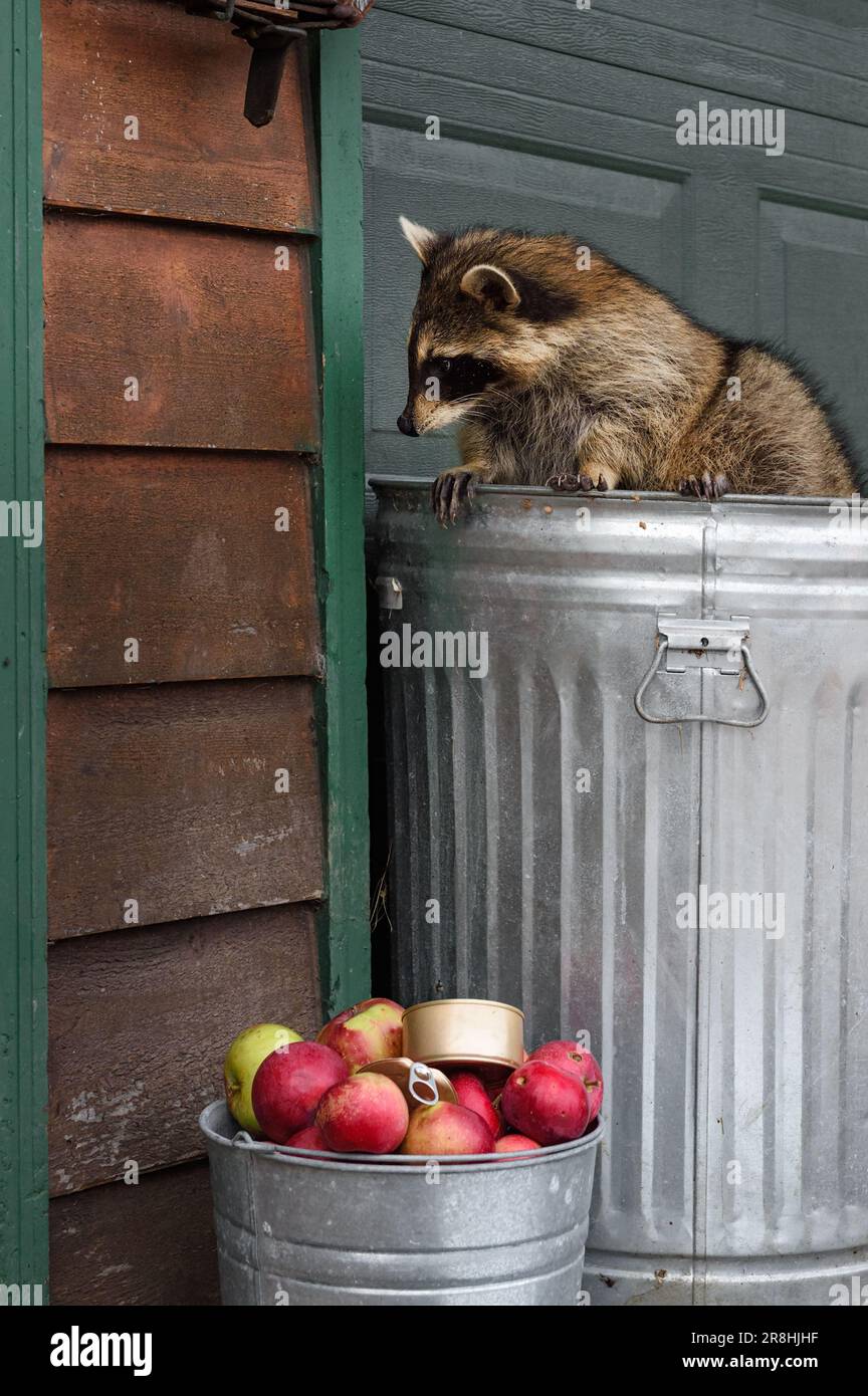 Raccoon (Procyon lotor) Turns to Look at House In Trash Can - captive ...