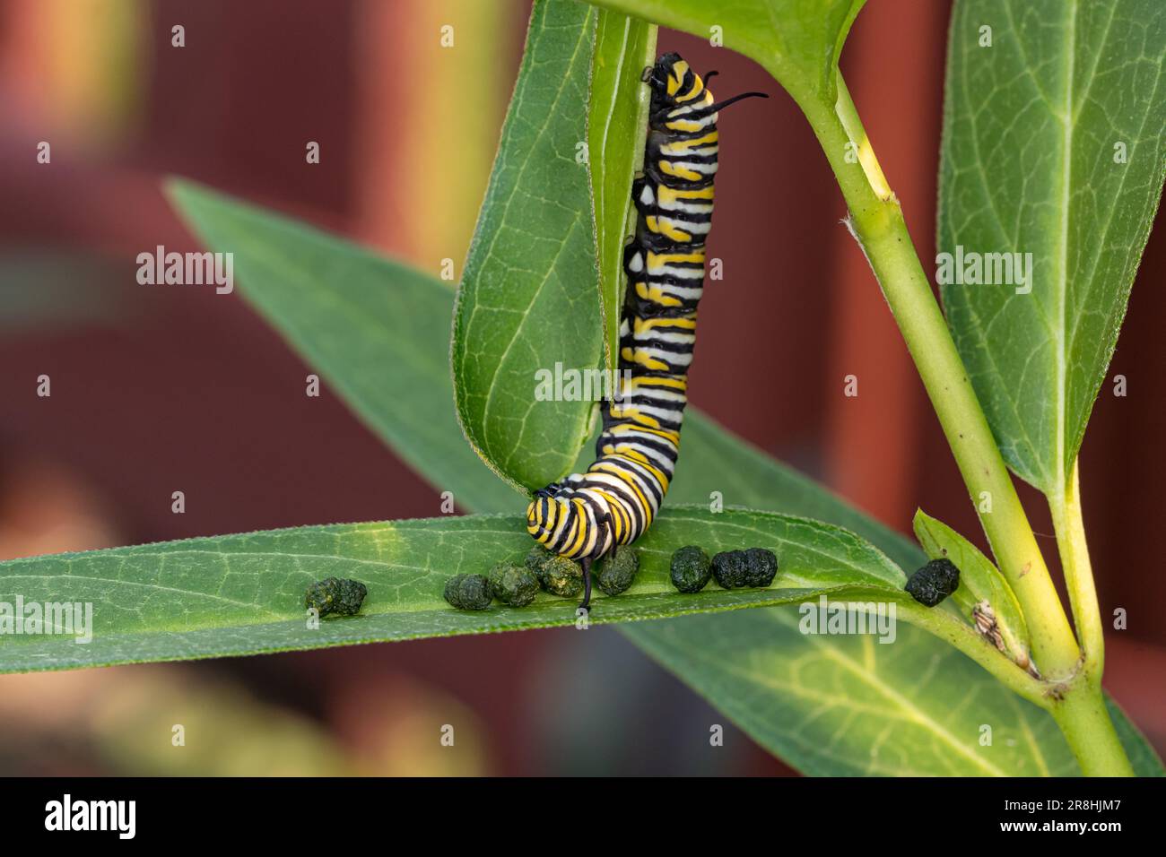 Monarch butterfly caterpillar and frass on leaf of swamp milkweed plant ...