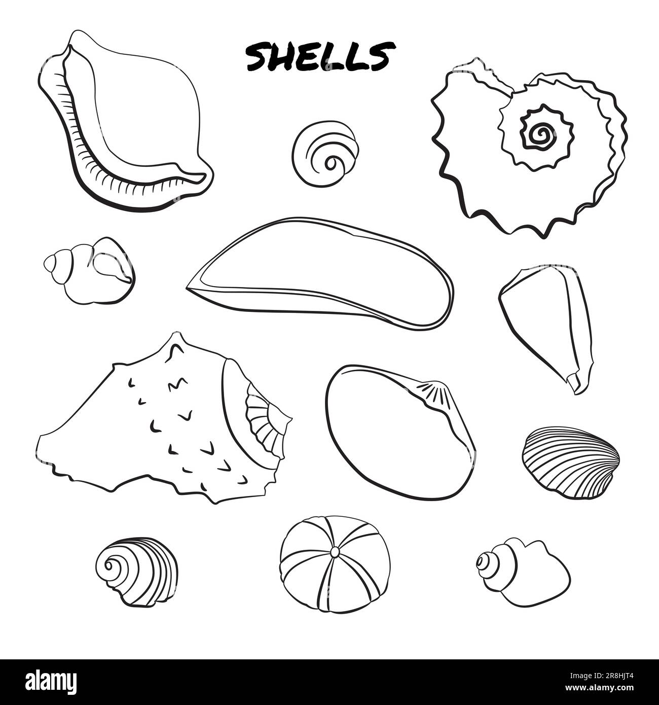 White mussel shells Stock Vector Images - Alamy
