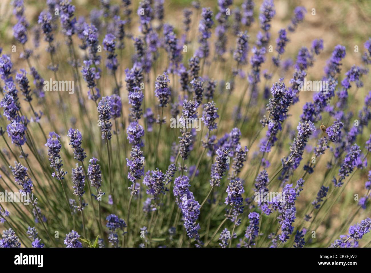 Lavender plants growing at a field in Sirhama, South Kashmir. Lavender ...