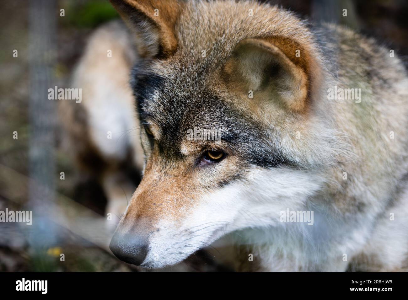 A close-up shot of a gray wolf stands in an outdoor environment Stock ...
