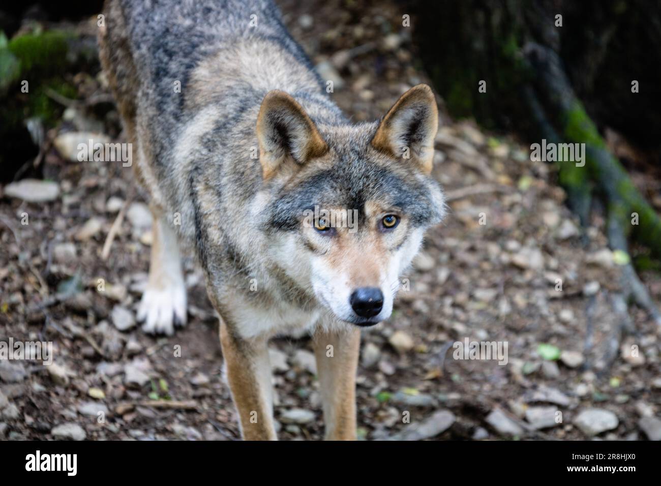 A majestic gray wolf stands in a field, gazing intently at the horizon ...