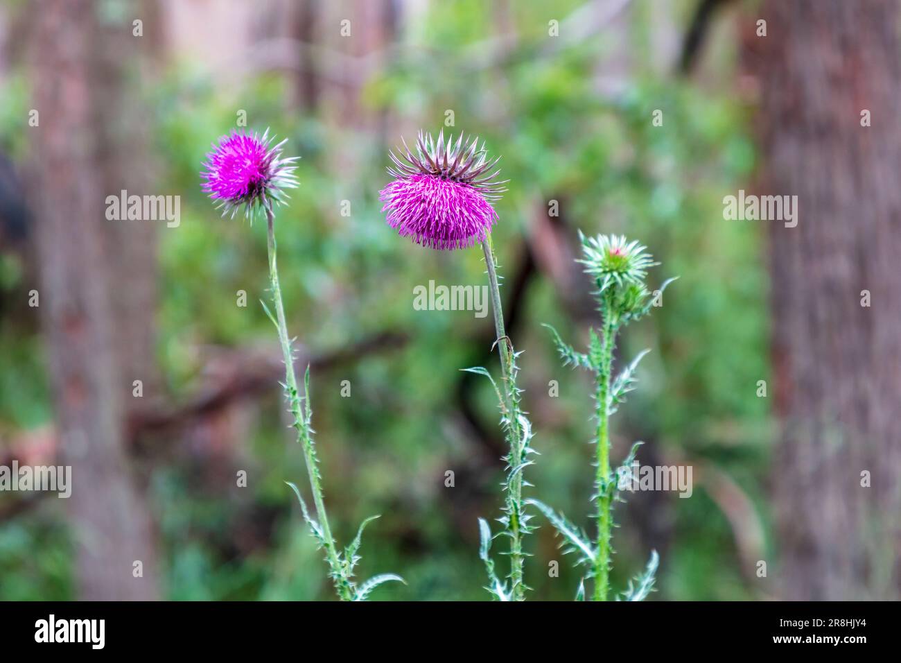 Photograph of a pink flowering weed in a forest in the Blue Mountains ...
