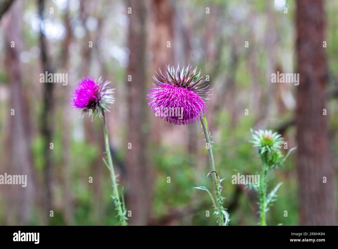Photograph of a pink flowering weed in a forest in the Blue Mountains ...