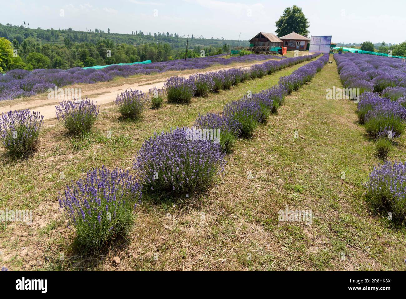 A general view of Lavender fields in Sirhama, South Kashmir. Lavender ...