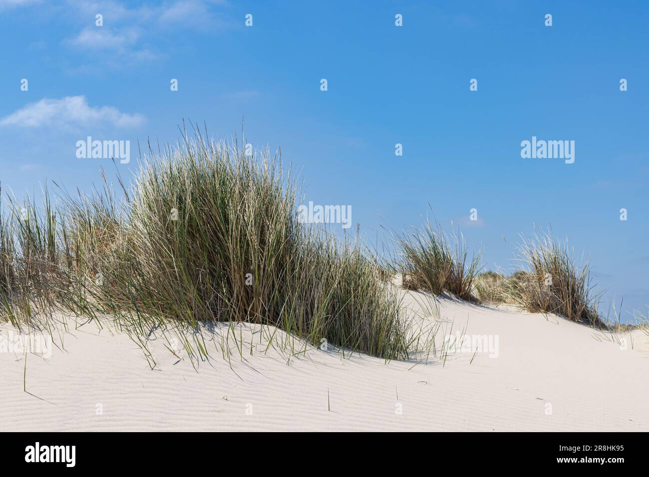 Landscape with sand dunes at nature reserve Boschplaat at Wadden island ...