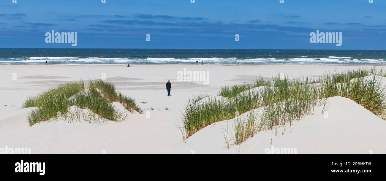 Landscape with sand dunes at nature reserve Boschplaat at Wadden island ...