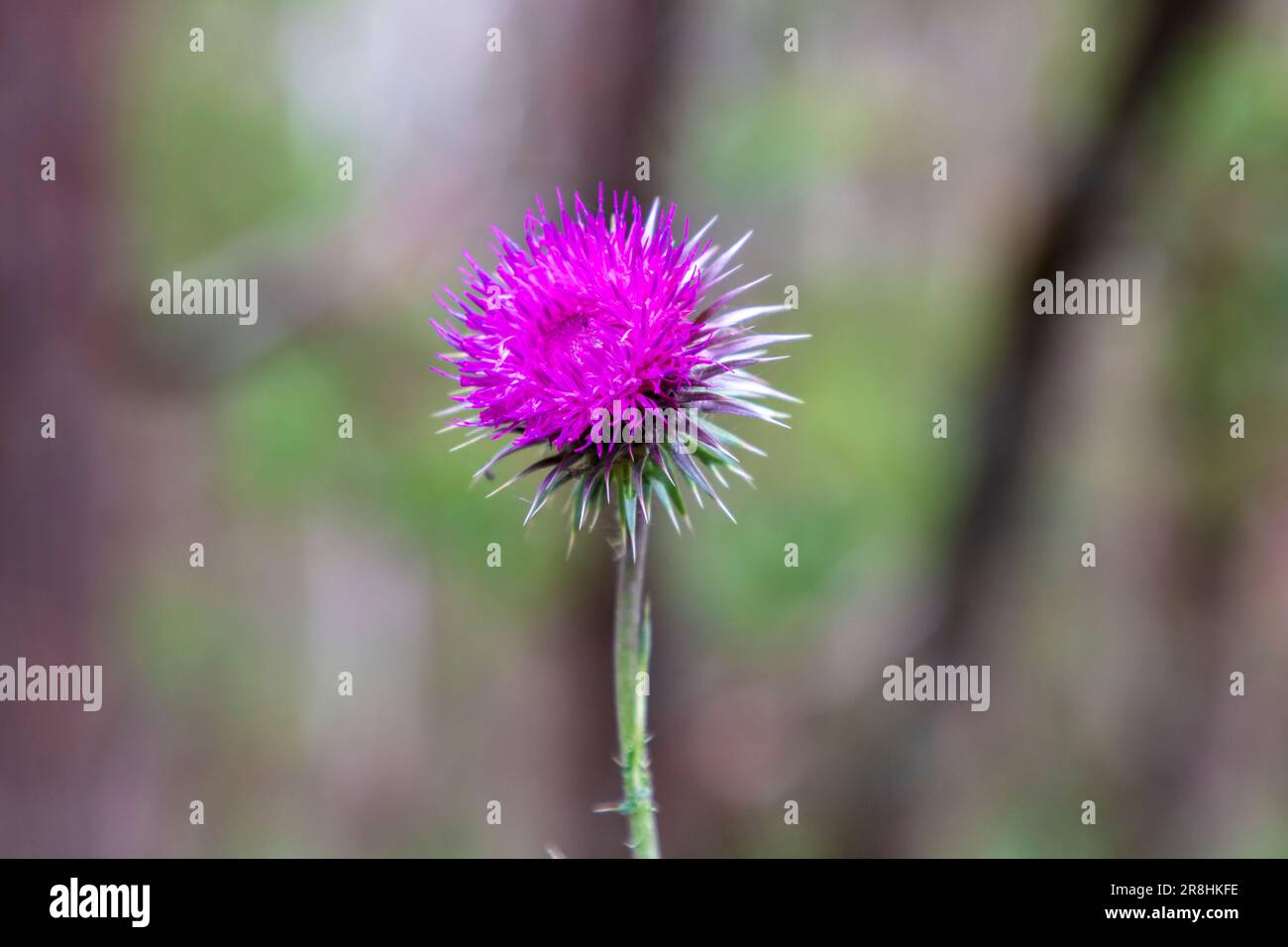 Photograph of a pink flowering weed in a forest in the Blue Mountains ...