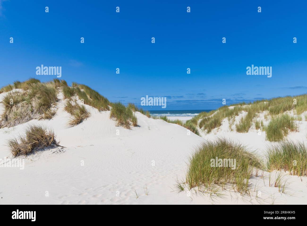 Landscape with sand dunes at nature reserve Boschplaat at Wadden island ...