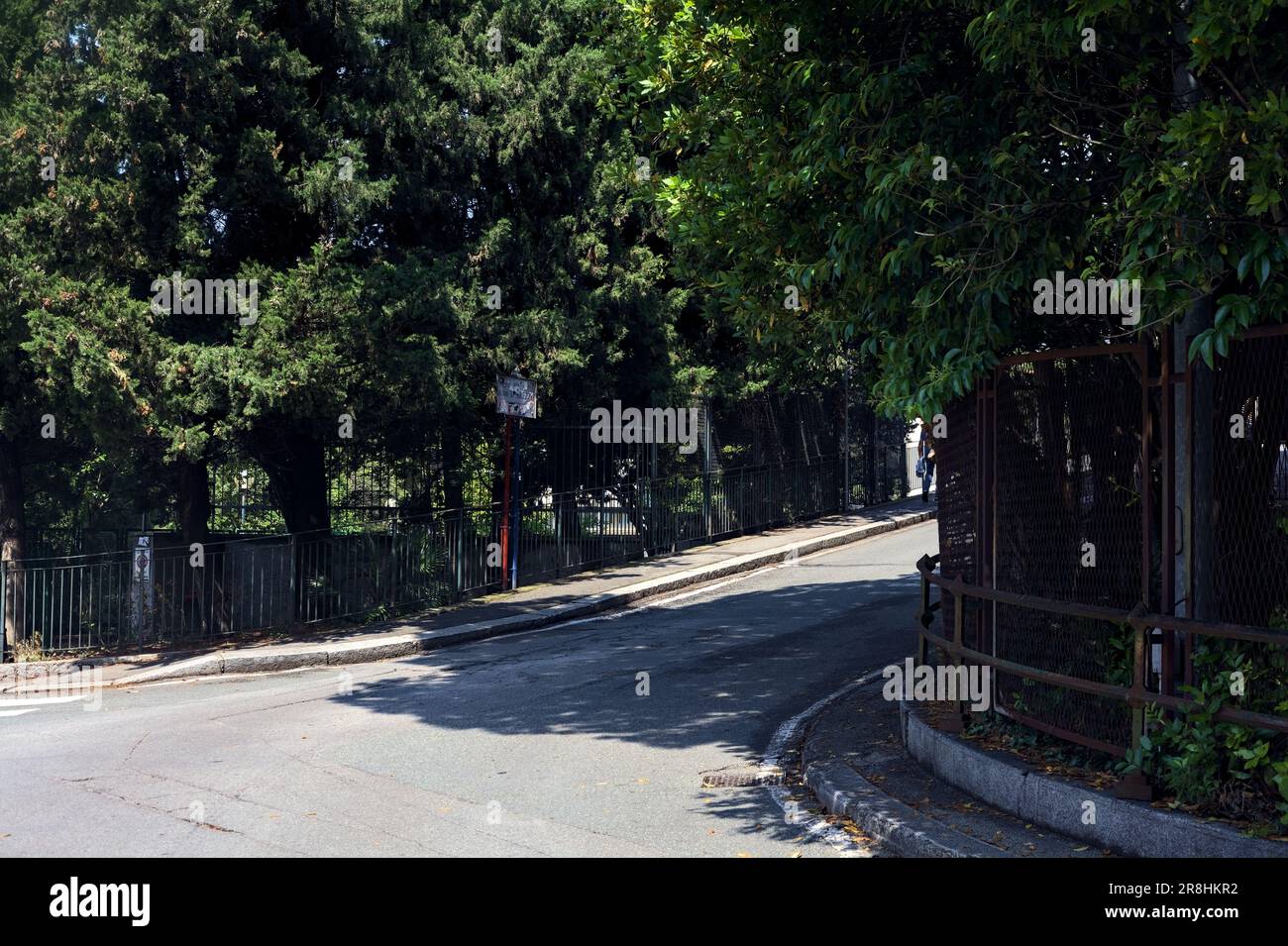 Old tree on sloping hi-res stock photography and images - Alamy