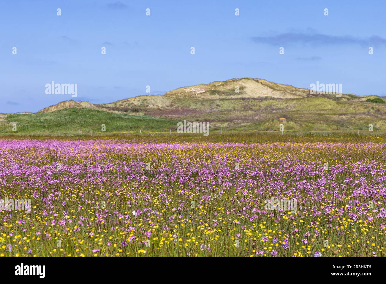 Landscape nature reserve The Boschplaat with colorful purple flowers ...