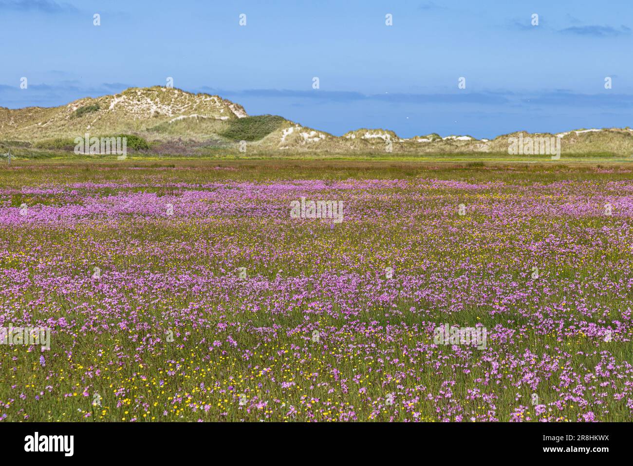 Landscape nature reserve The Boschplaat with colorful purple flowers ...