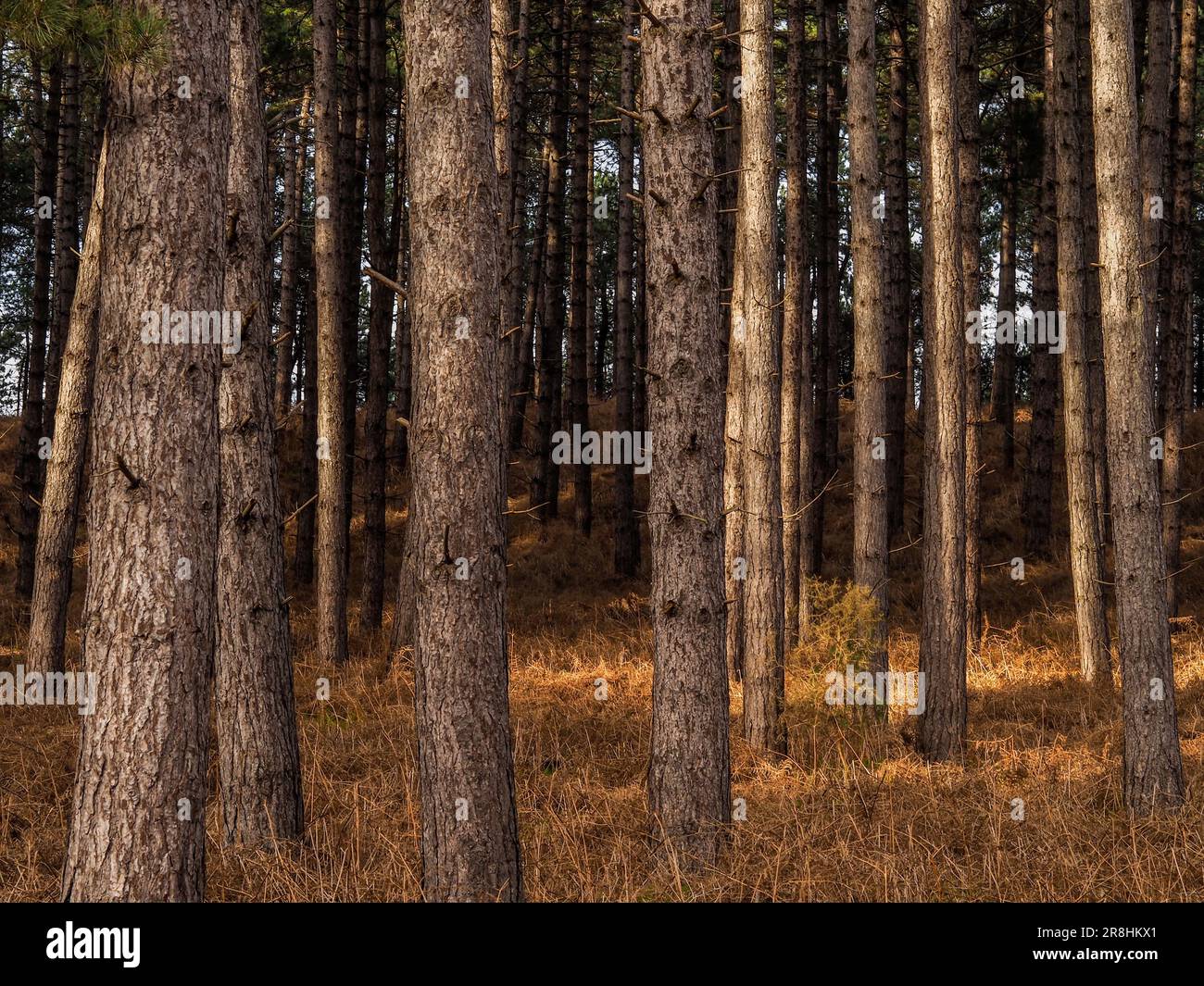 Tree trunks in woodland Sheringham Park Norfolk Stock Photo - Alamy