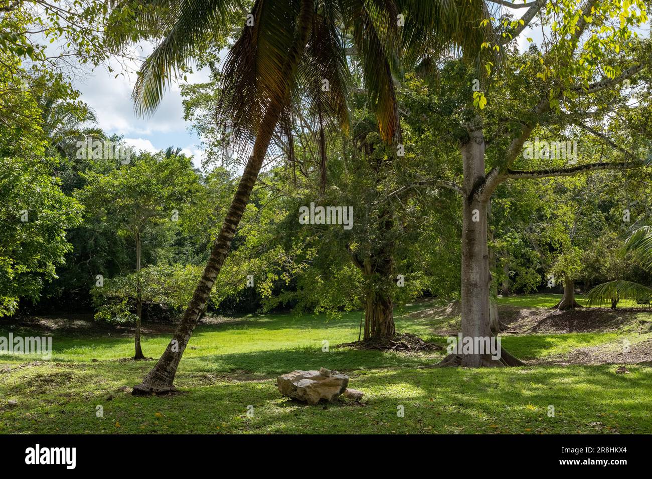 An idyllic tropical jungle paradise featuring an array of lush, verdant ...