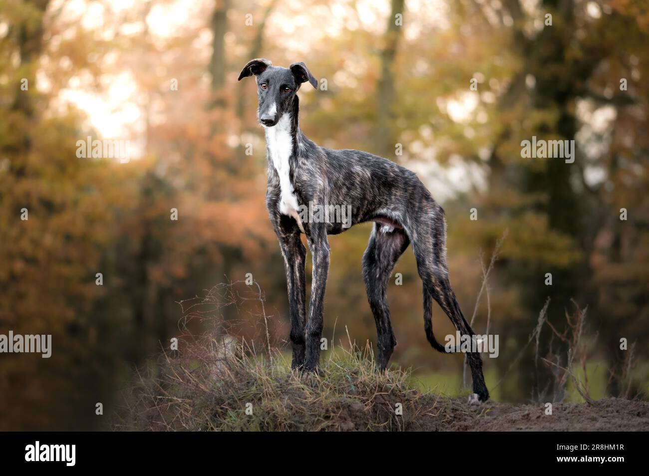 Smooth galgo hi-res stock photography and images - Alamy