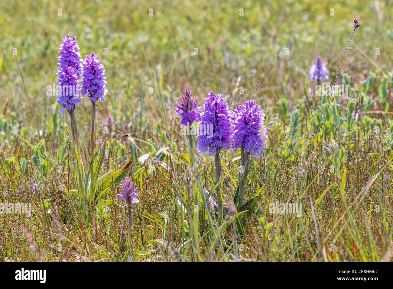 Close up purple southern march orchid at nature reserve The Boschplaat ...