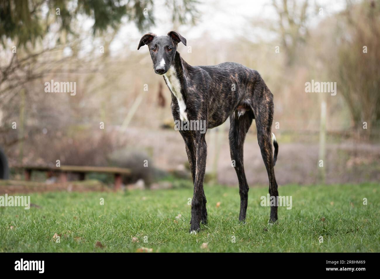 Smooth galgo hi-res stock photography and images - Alamy