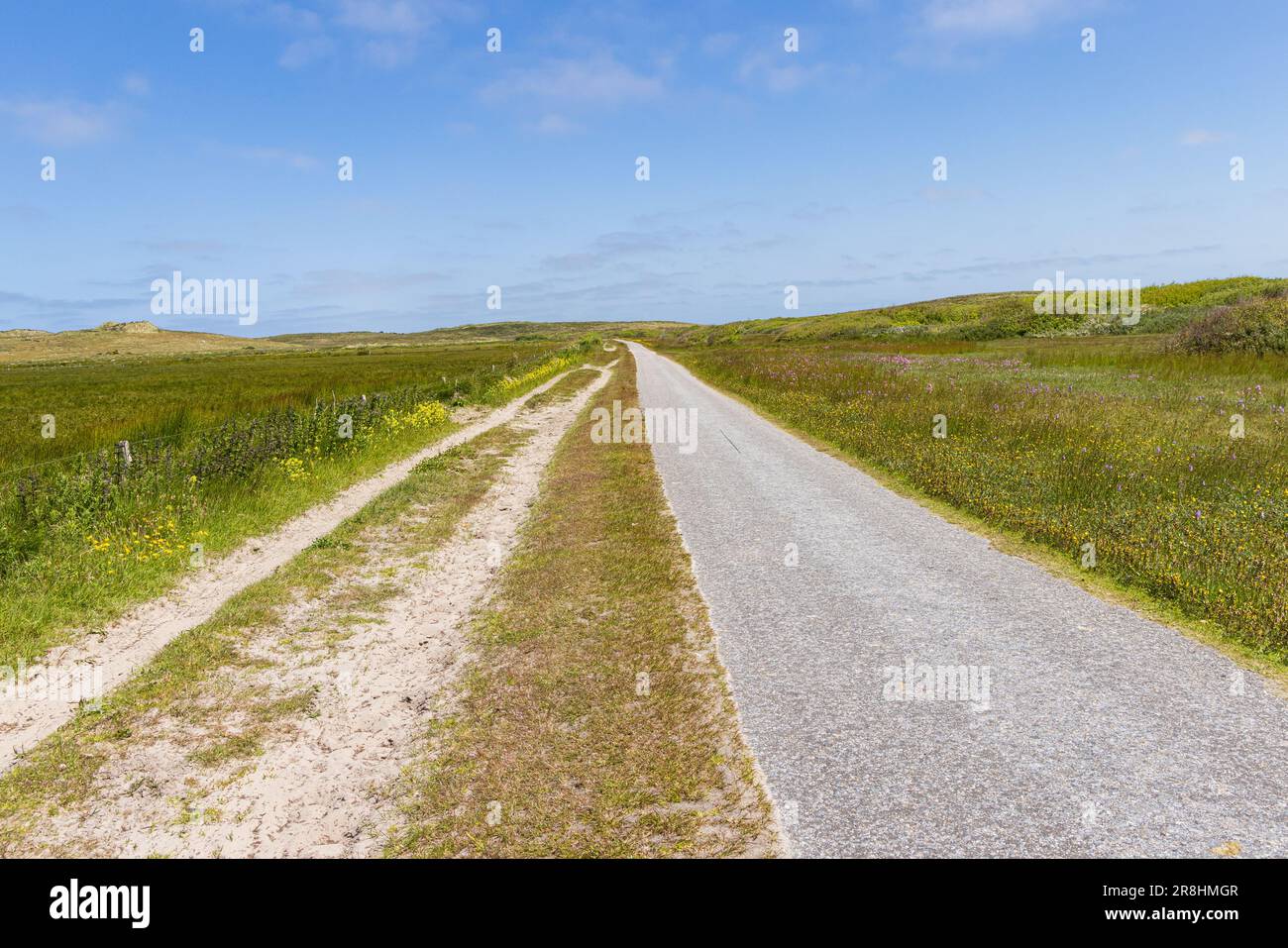 Landscape nature reserve Boschplaat at Wadden island Terschelling in ...