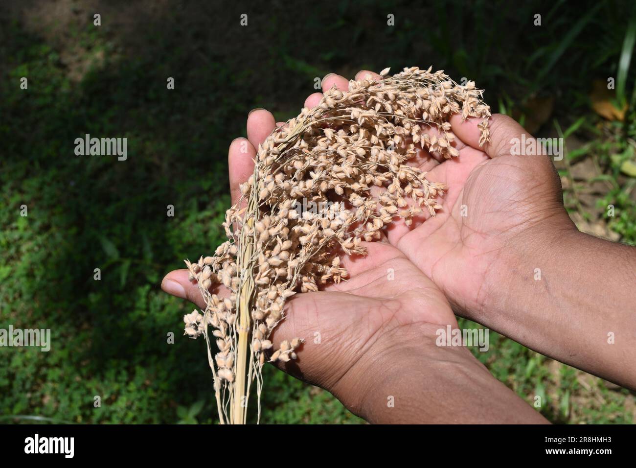 Hands holding a rice spike, belongs to an ancient Rice variety ...
