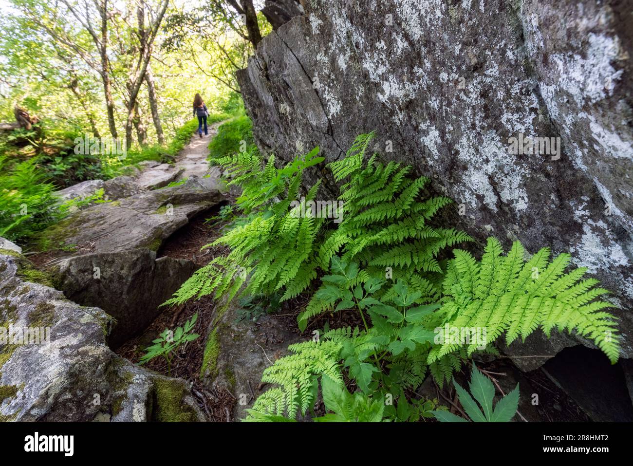 Ferns growing along a rock wall on the Craggy Gardens Trail - Blue ...