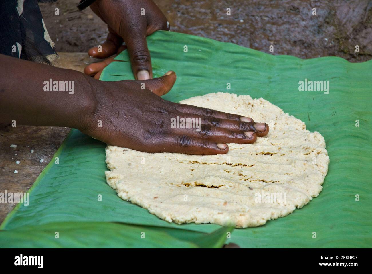 Processing of The False Banana. Dorze Village. Chencha. Ethiopia Stock ...