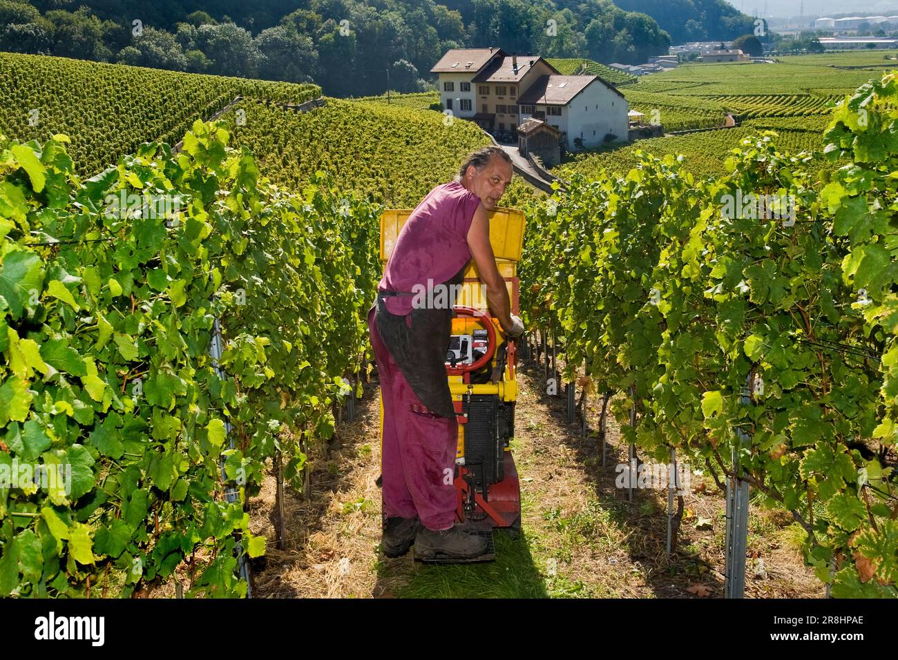 Italian Workers During Harvest Grape. Aigle. Switzerland Stock Photo ...