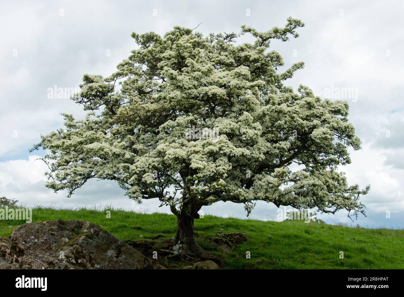 May tree, Hawthorn Lake District National Park Stock Photo - Alamy