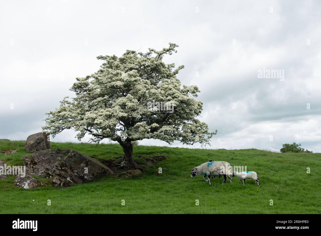 May tree, Hawthorn Lake District National Park Stock Photo - Alamy