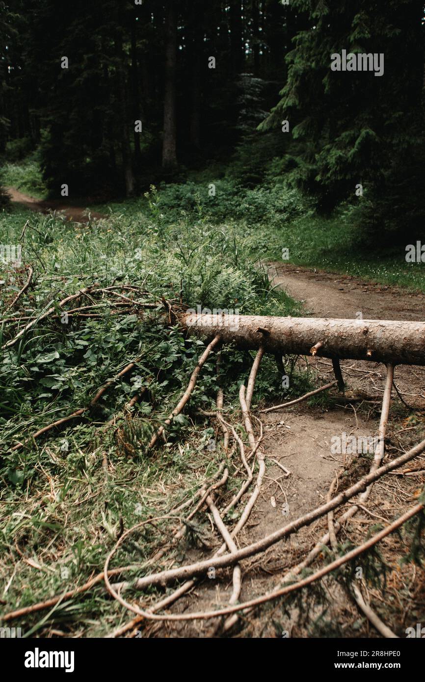 A large log spanning the width of a rural road in a forest Stock Photo ...