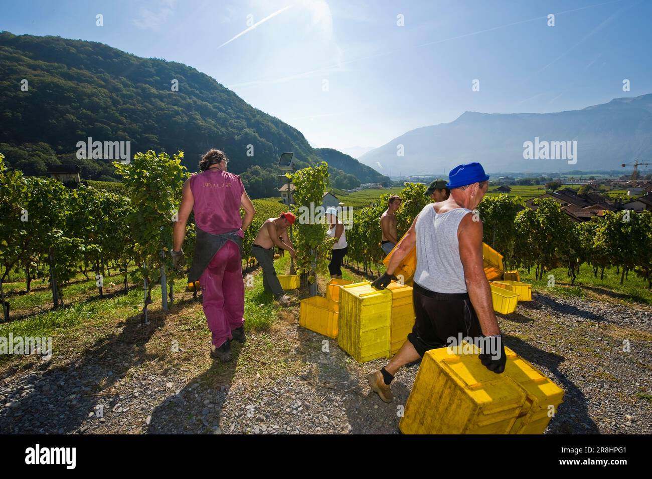 Italian Workers During Harvest Grape. Aigle. Switzerland Stock Photo ...