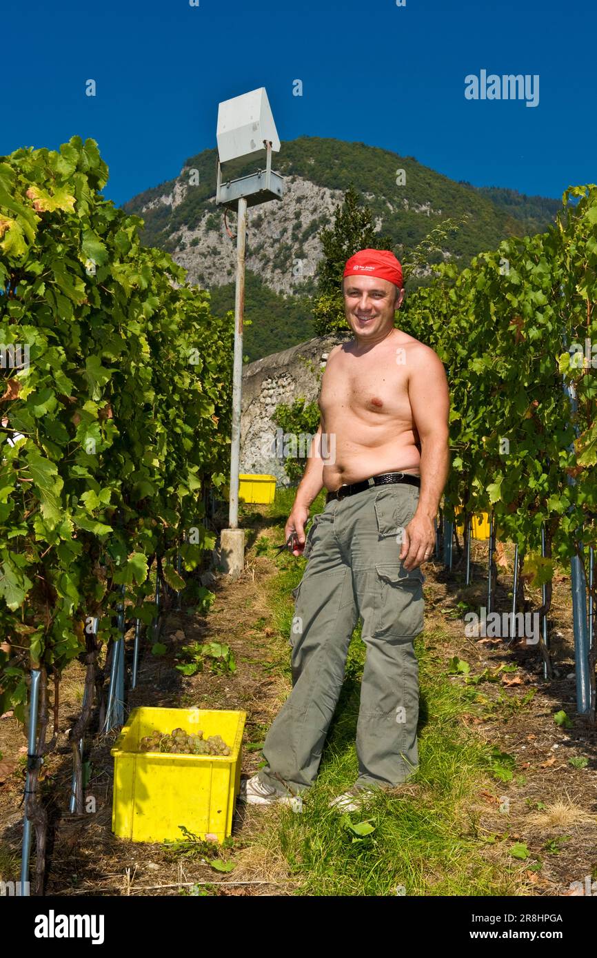 Italian Workers During Harvest Grape. Aigle. Switzerland Stock Photo ...