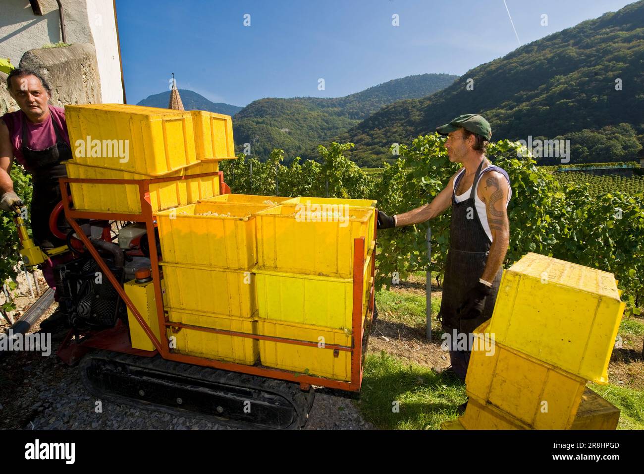 Italian Workers During Harvest Grape. Aigle. Switzerland Stock Photo ...