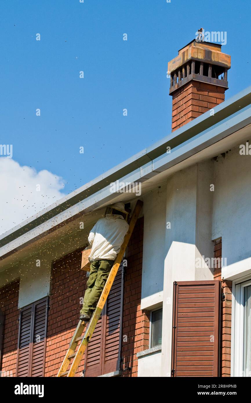 Beekeeper Removes A Beehive From A Building Stock Photo - Alamy