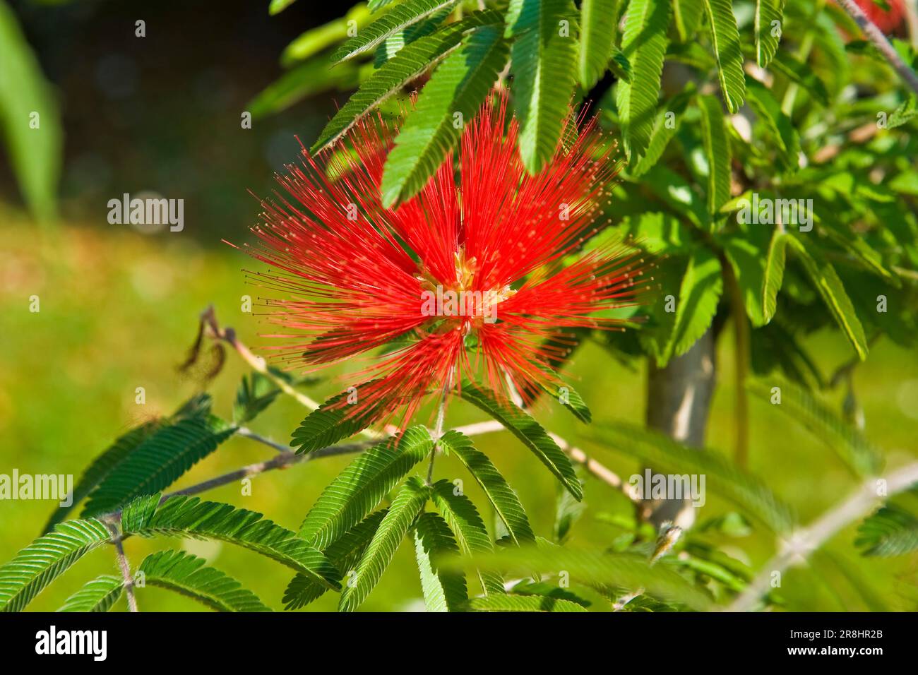 Calliandra tweedi hi-res stock photography and images - Alamy