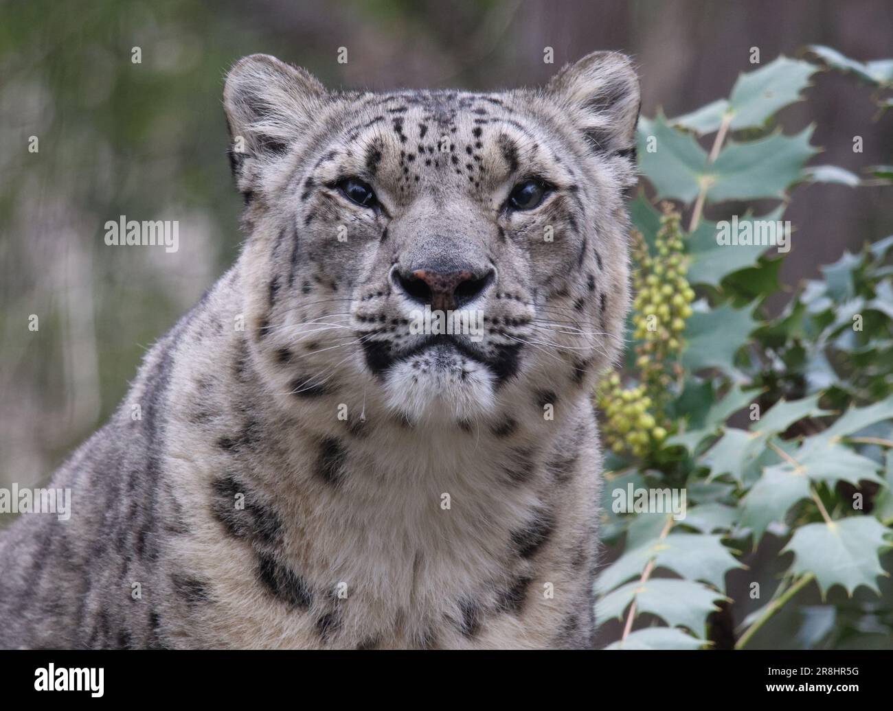 Leopard stands hi-res stock photography and images - Alamy