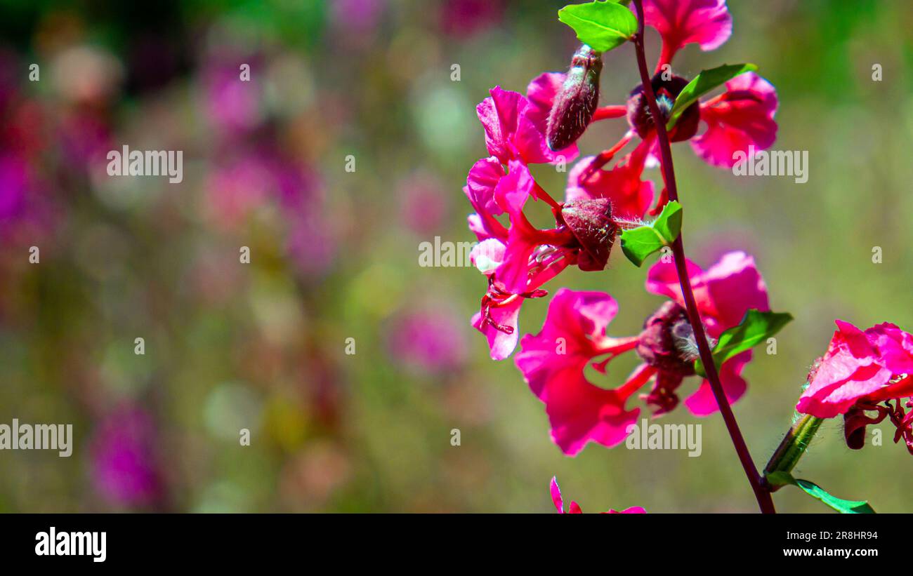 Clarkia unguiculata, also known as elegant clarkia or mountain garland ...