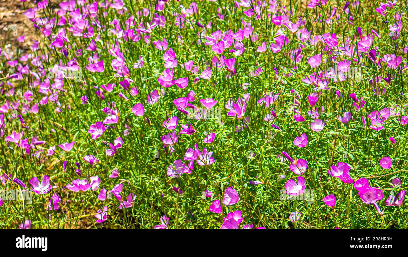 Clarkia amoena, farewell to spring, godetia, or satin flower, also known as Godetia amoena Stock ...