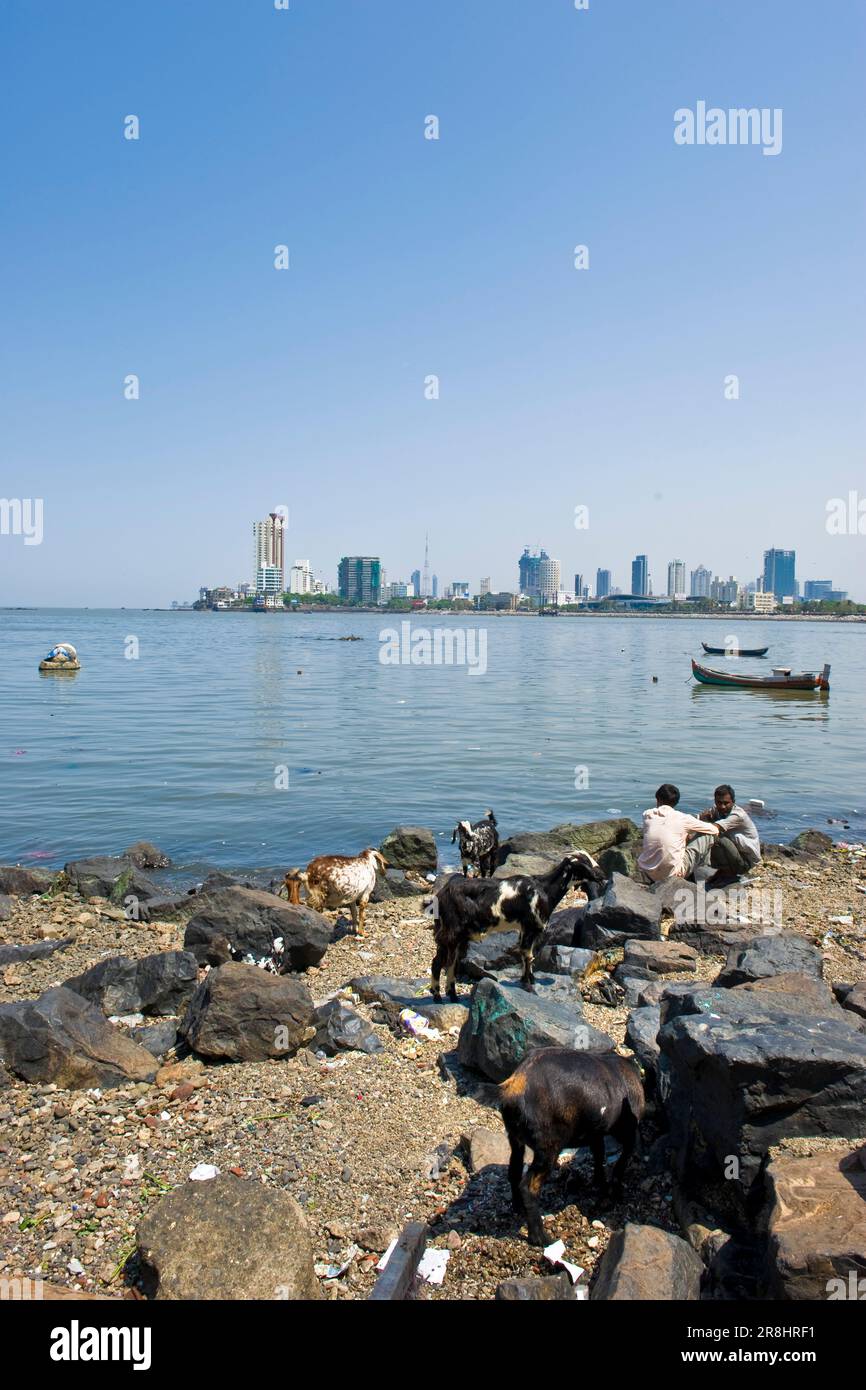 Mumbai animals hi-res stock photography and images - Alamy