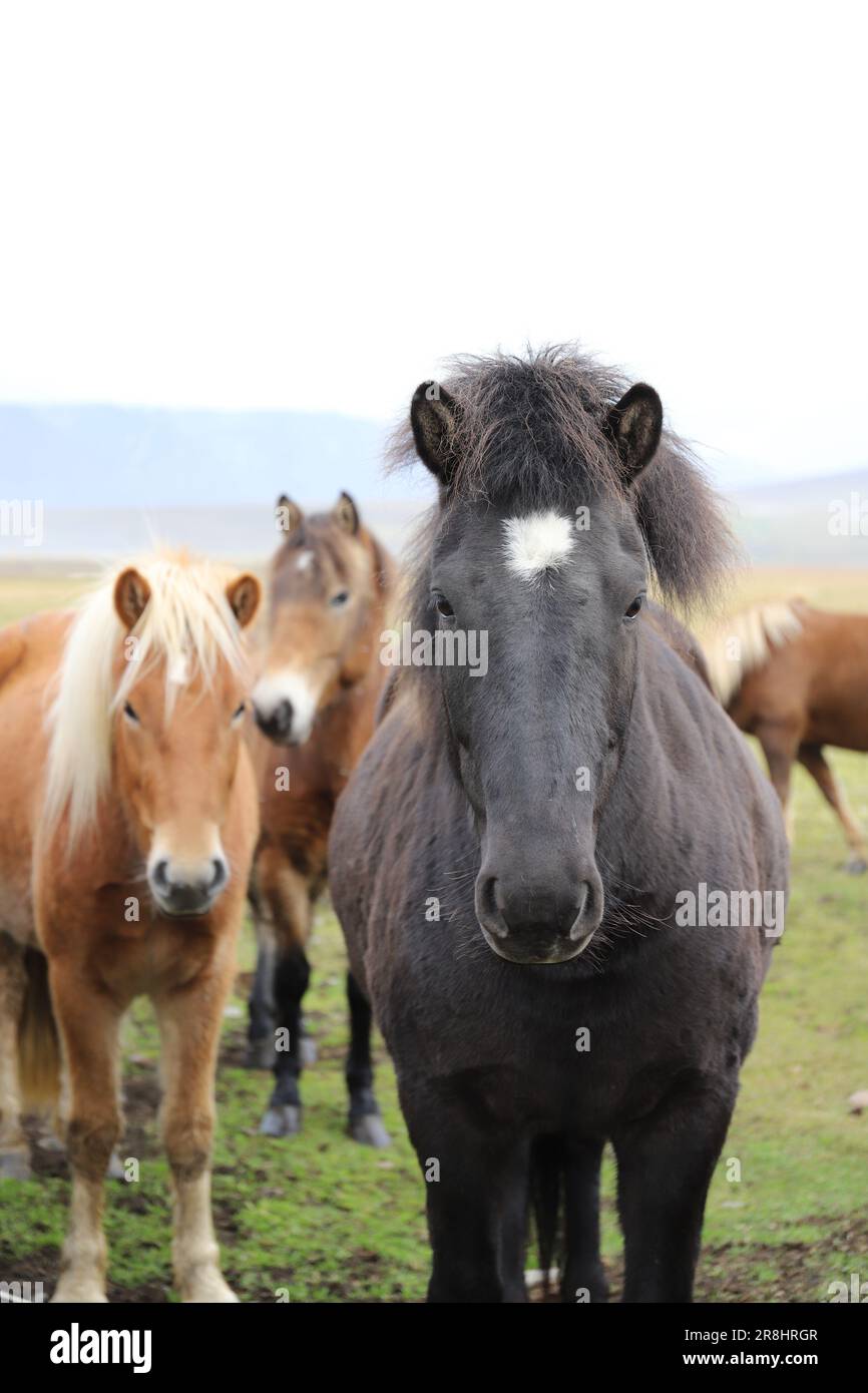 Iceland Ring Road Stock Photo - Alamy
