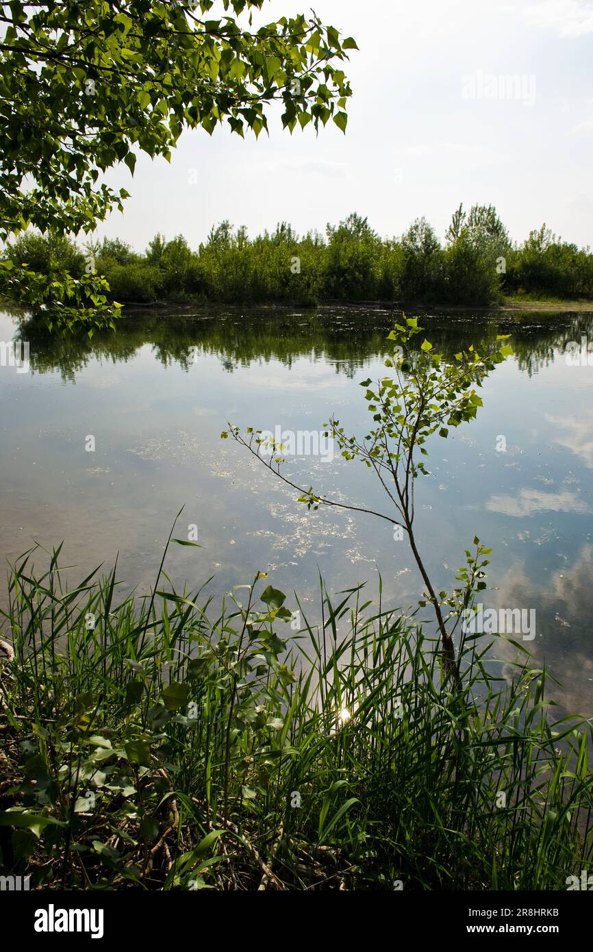 la Fagiana' Natural Reserve. Ticino Park. Pontevecchio Di Magenta ...