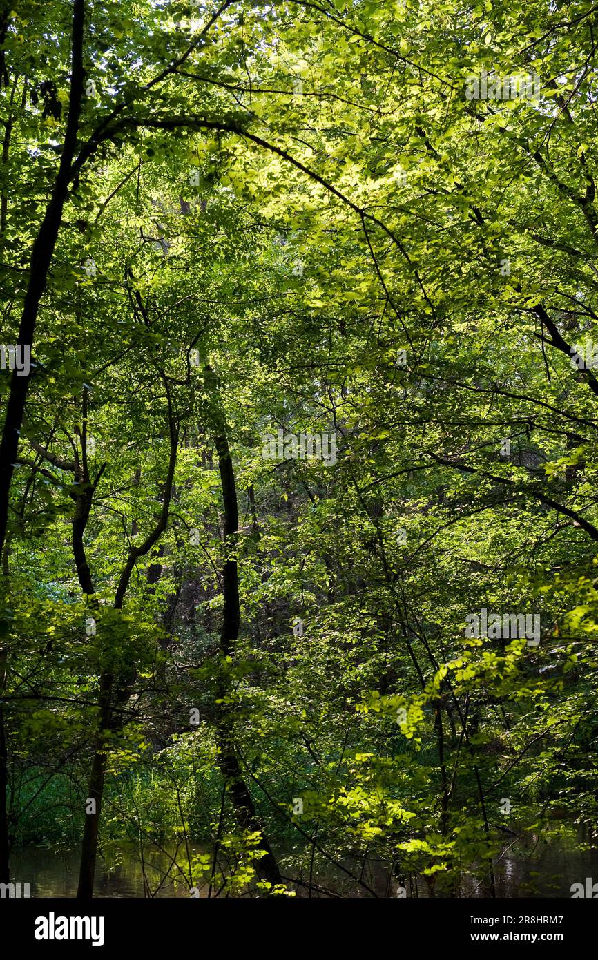 la Fagiana' Natural Reserve. Ticino Park. Pontevecchio Di Magenta ...