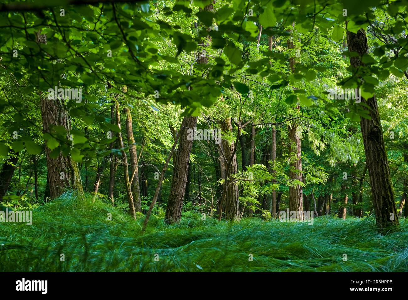 la Fagiana' Natural Reserve. Ticino Park. Pontevecchio Di Magenta ...
