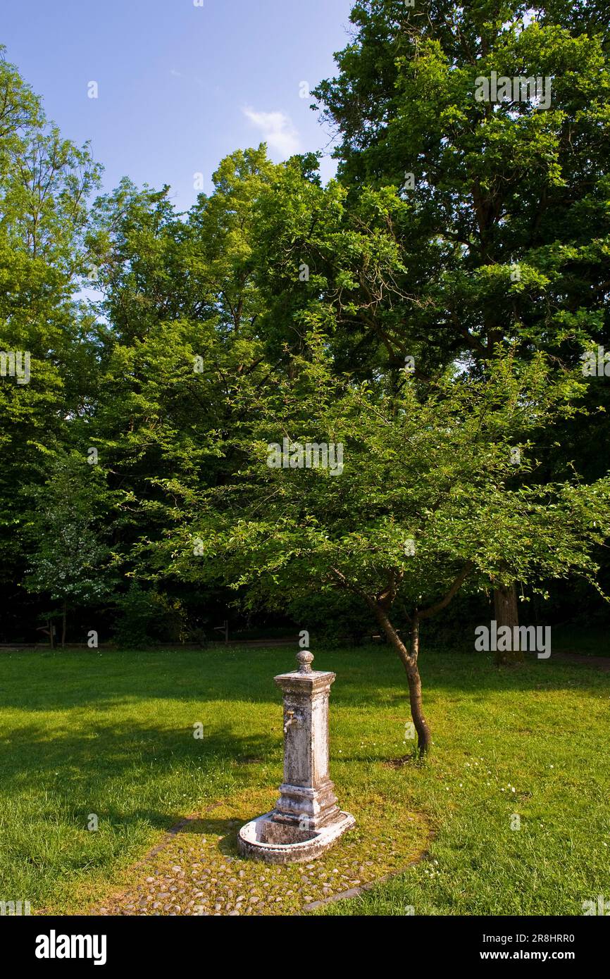 Fagiana hi-res stock photography and images - Alamy