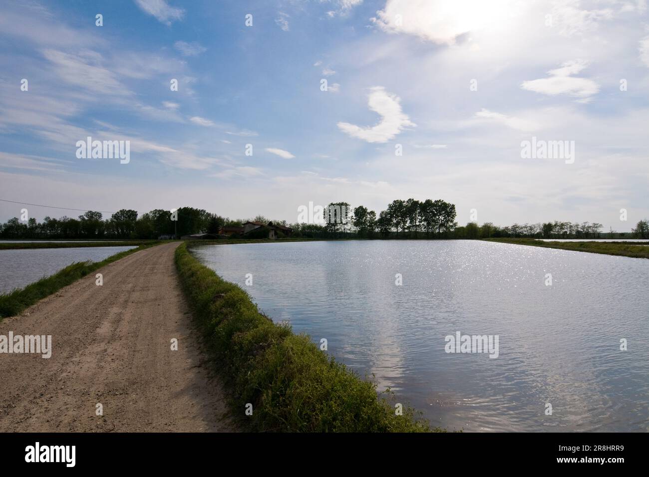 Rice paddy field europe hi-res stock photography and images - Alamy