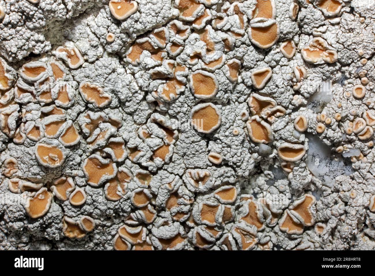 Cudbear dye hi-res stock photography and images - Alamy