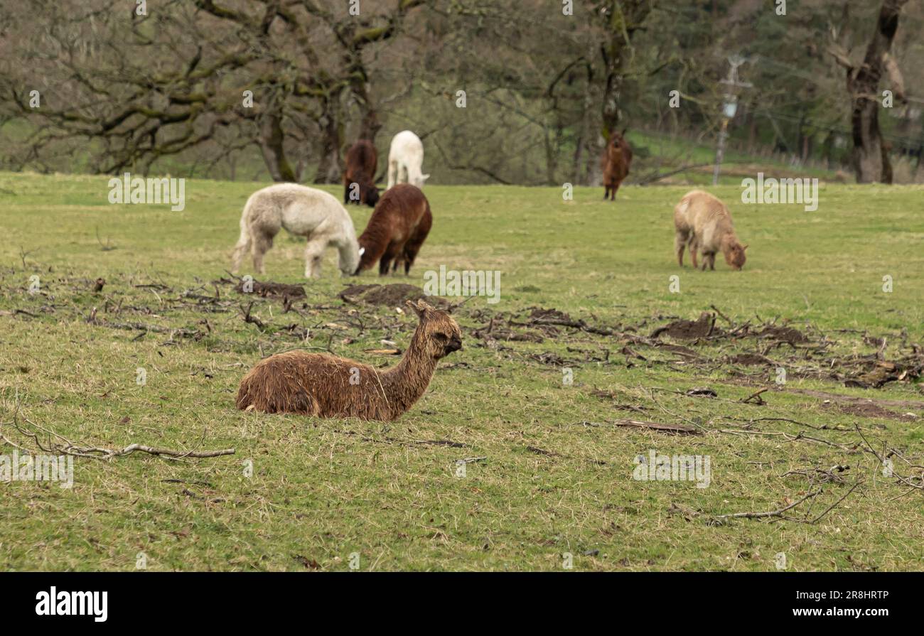 A young Llama lay in a field with the herd grazing around Stock Photo ...