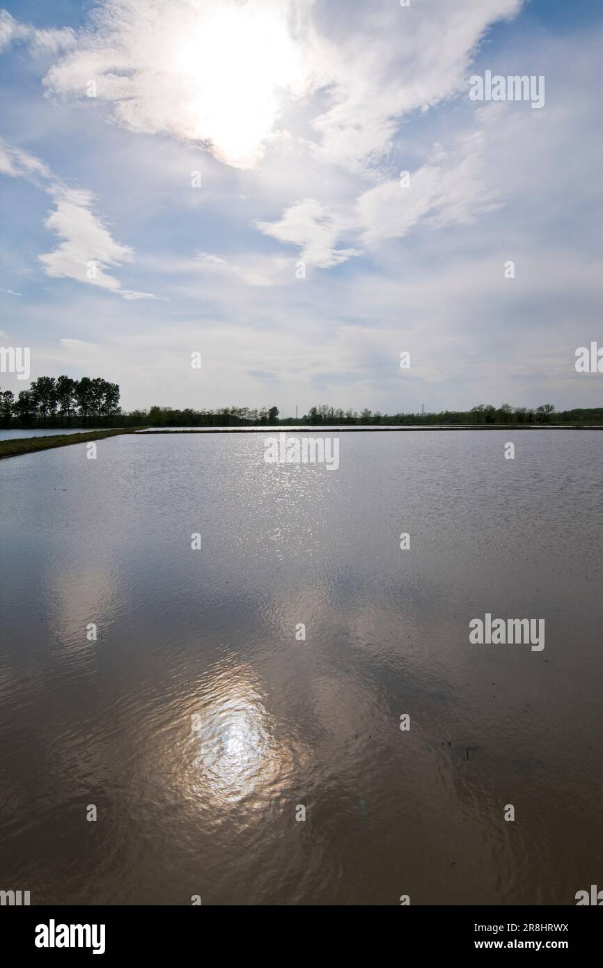 Rice paddy field europe hi-res stock photography and images - Alamy