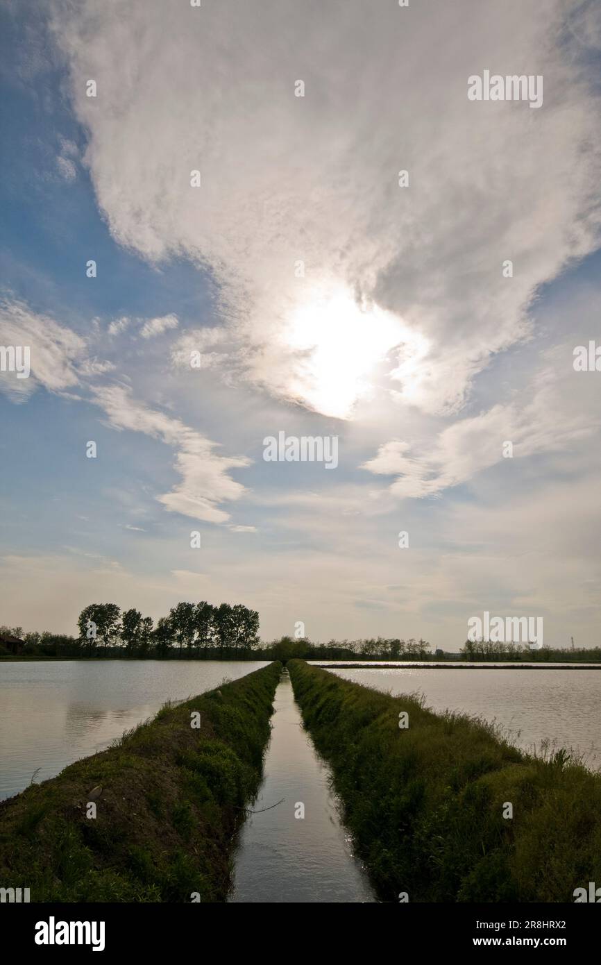Rice paddy field europe hi-res stock photography and images - Alamy