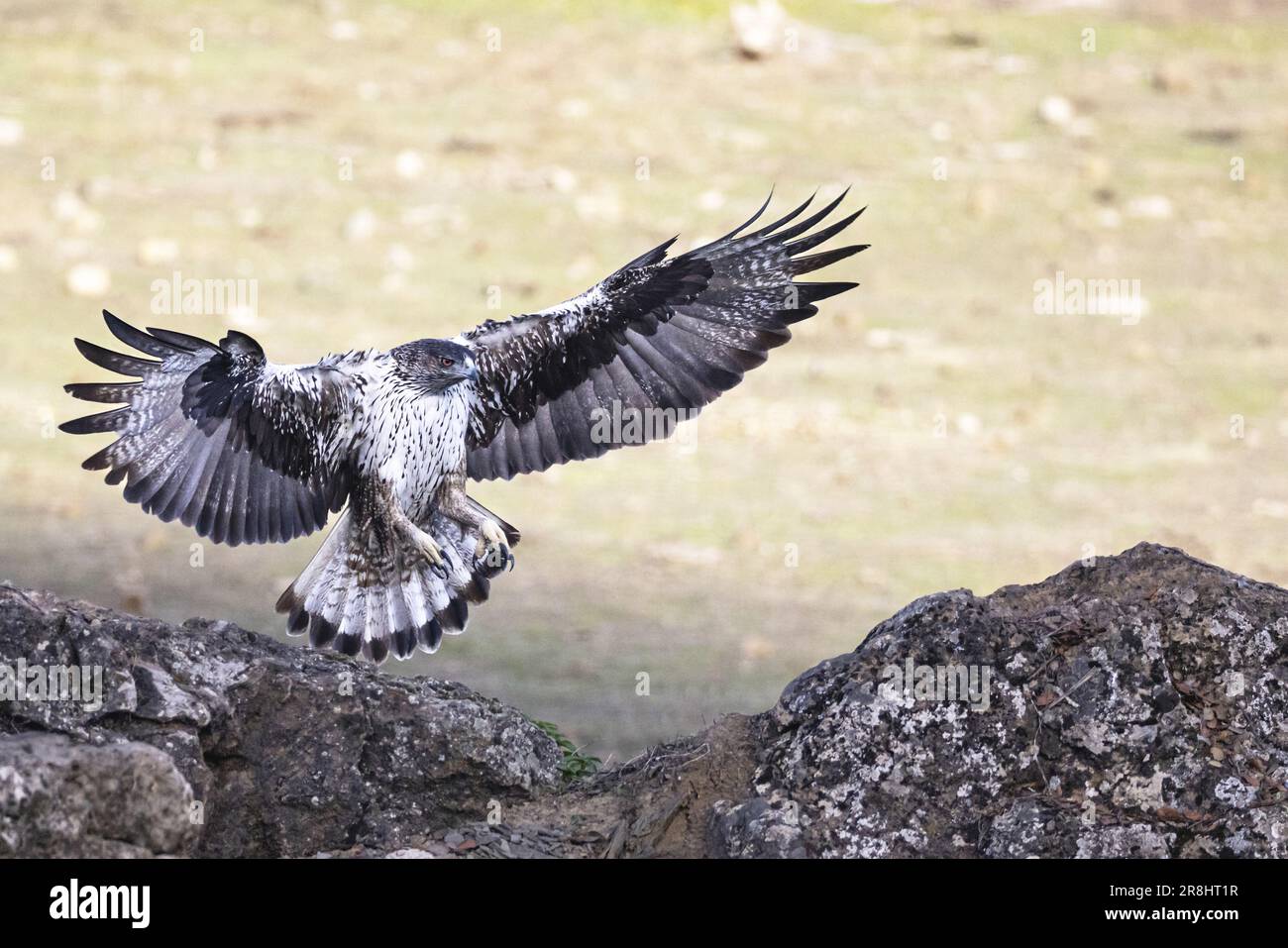 Bonelli's eagle (Aquila fasciata), Andalusia, Spain, Europe Stock Photo ...