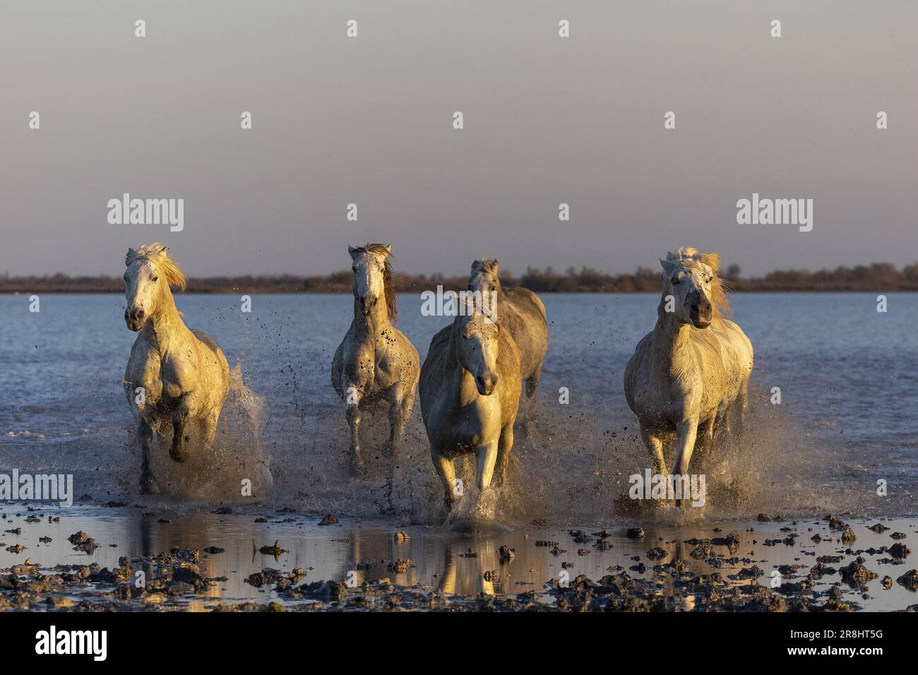 White horses in the Camargue at dawn, Camargue, France, Europe Stock ...